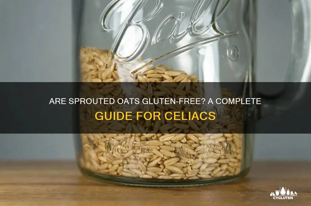 Are Sprouted Oats Gluten-Free? A Complete Guide For Celiacs | CyGluten