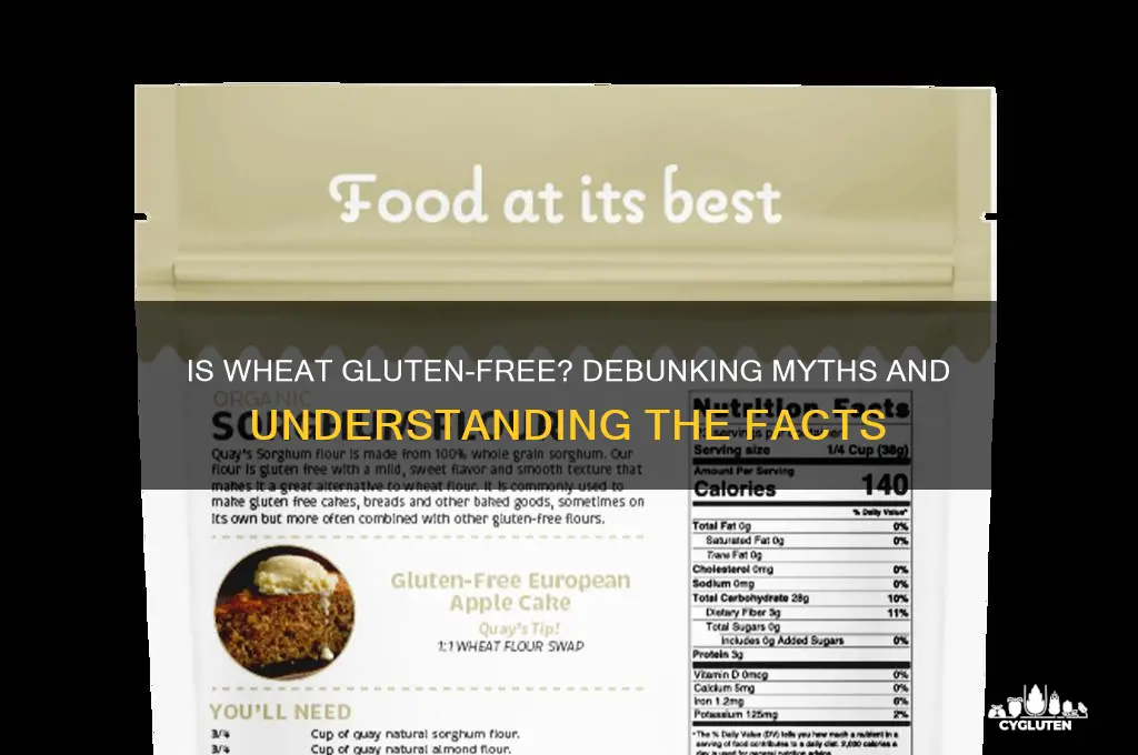 Is Wheat Gluten-Free? Debunking Myths And Understanding The Facts ...
