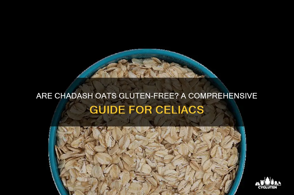 Are Chadash Oats Gluten-Free? A Comprehensive Guide For Celiacs | CyGluten