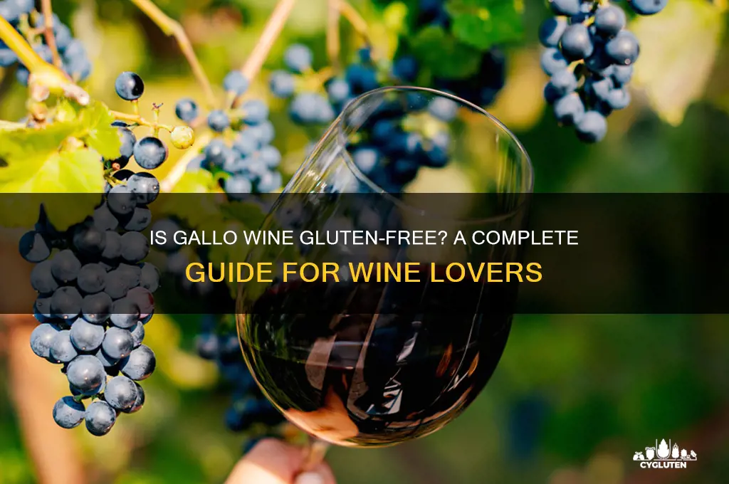 Is Gallo Wine Gluten-Free? A Complete Guide For Wine Lovers | CyGluten