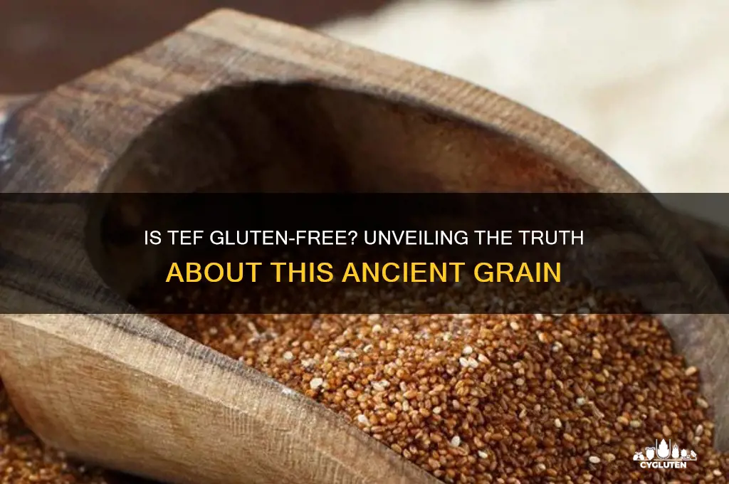 Is Tef Gluten-Free? Unveiling The Truth About This Ancient Grain | CyGluten
