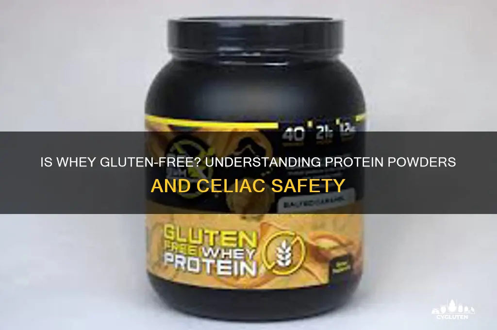 Is Whey Gluten-Free? Understanding Protein Powders And Celiac Safety ...